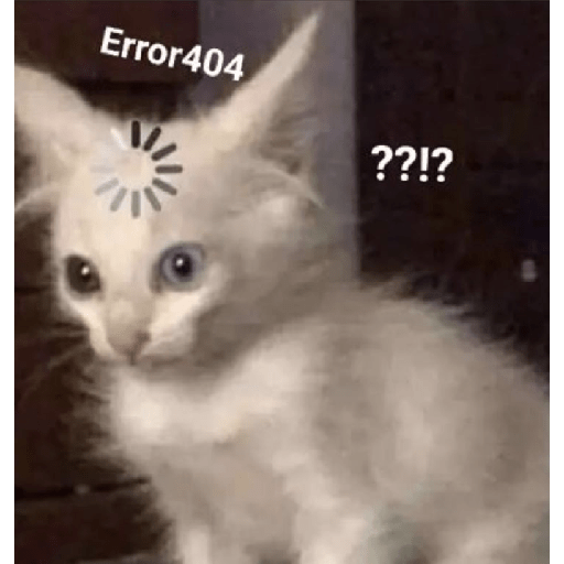 Gatitos Memes😺 💕