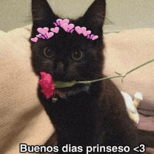 Gatitos Memes😺 💕