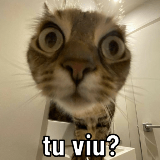 memes gatinhos 🐾