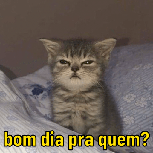 memes gatinhos 🐾