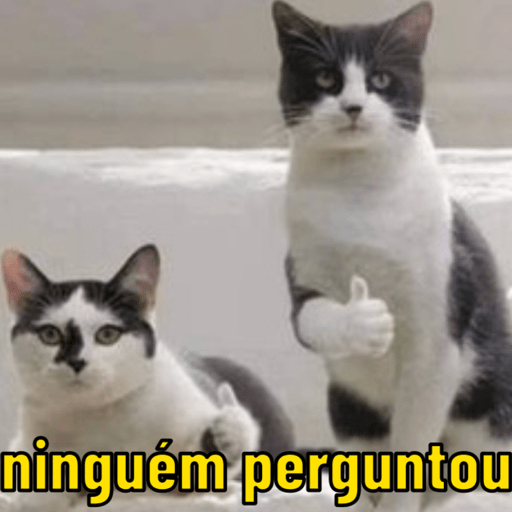 memes gatinhos 🐾