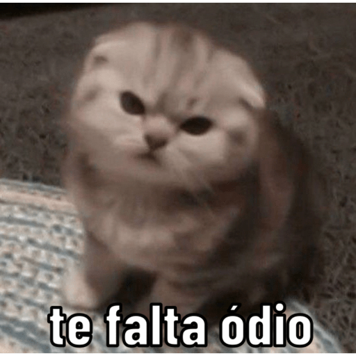 memes gatinhos 🐾