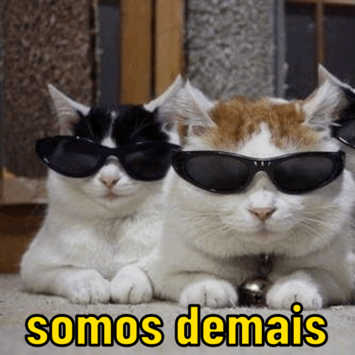 memes gatinhos 🐾