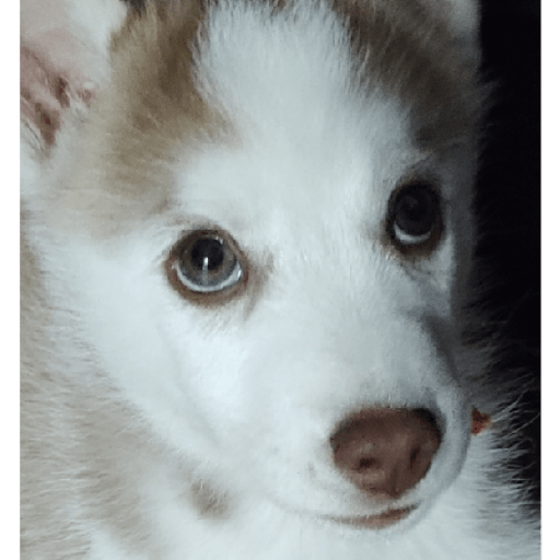 Zelda, the Husky