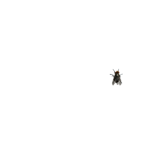 mosca abeja