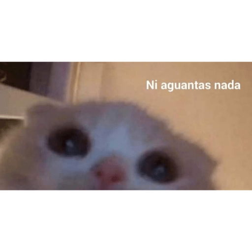 gato llorando