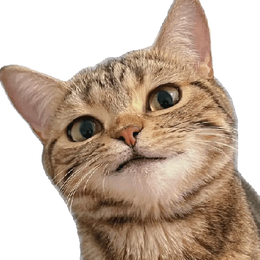 kucing lucu