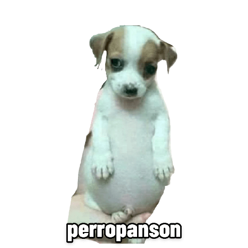 perrito panzon