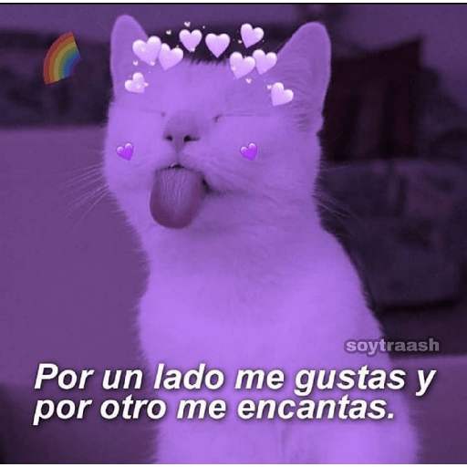 amor de gatos