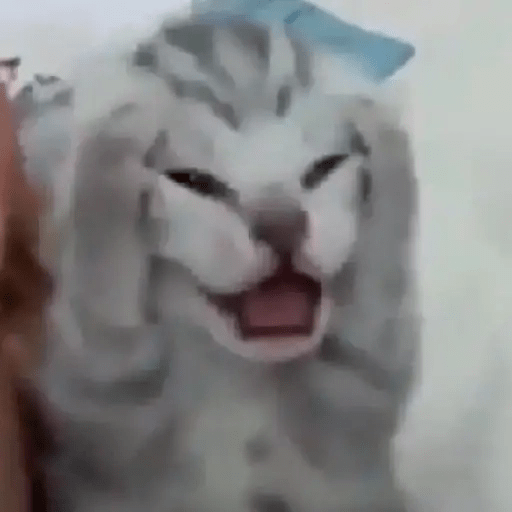 🙀Reacciones de Michis😻