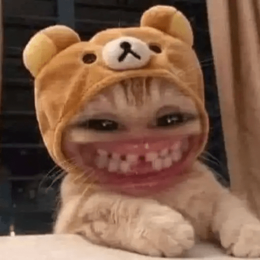 🙀Reacciones de Michis😻