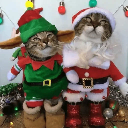 😻Gatitos Navideños🎄