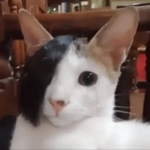 Cat Reaction😹😁