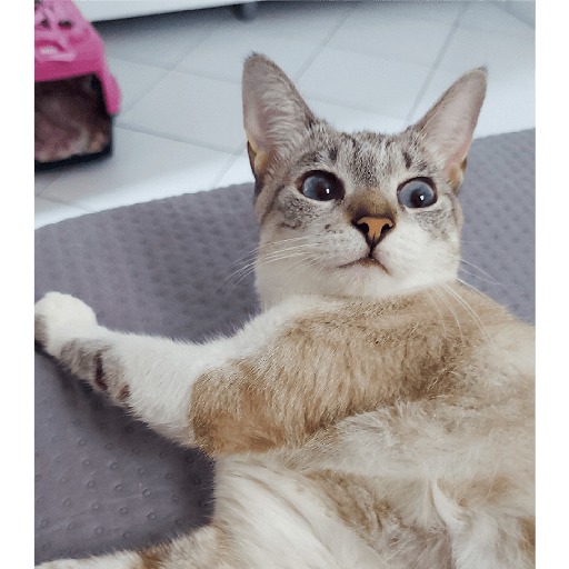 baby.catmel
