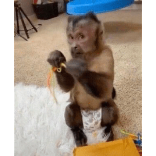 George Monkey🐒🐒