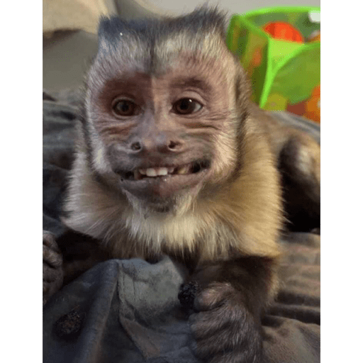 George Monkey🐒🐒