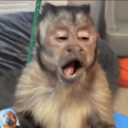 George Monkey🐒🐒