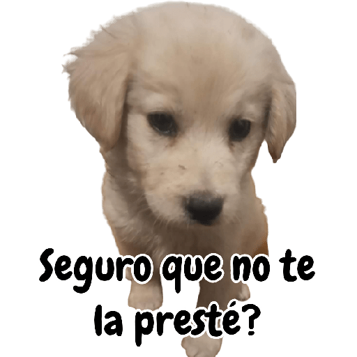 memes de perritos