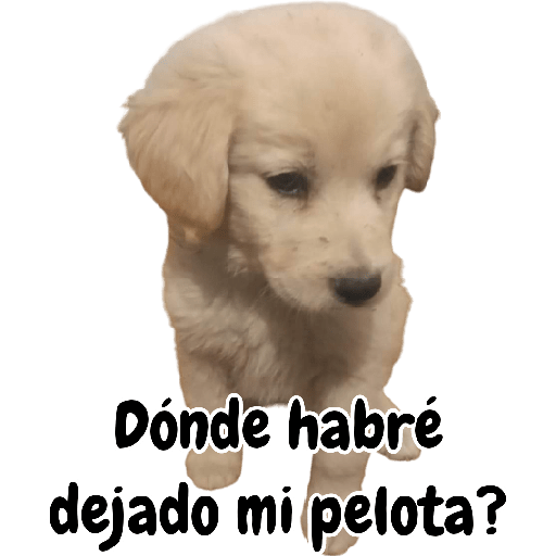 memes de perritos