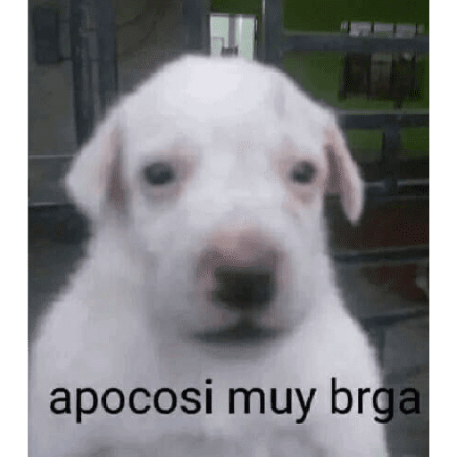 Waos - Perro con cejas🐶