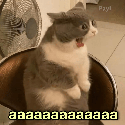 🐱Gatitos Shitposting 1🐈