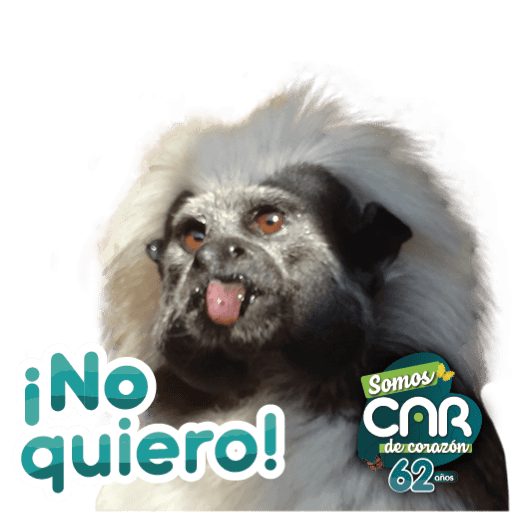 SOMOS CAR DE CORAZÓN 💚