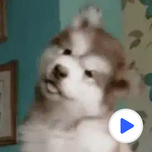Dilo con lomitos 🐶 ️