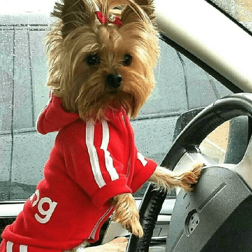 Йорк 🐶🍀