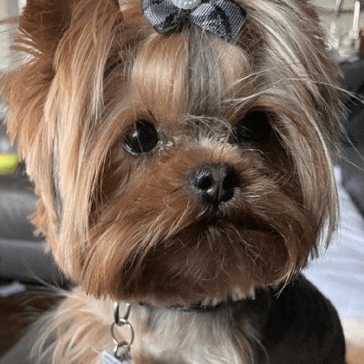 Йорк 🐶🍀