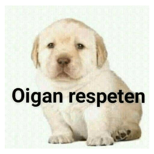 🌈Perrito memes🐶🐶🐶