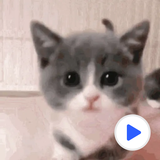 Gatos Animados 😺 II