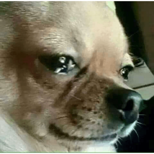 perritos y gatos llorando