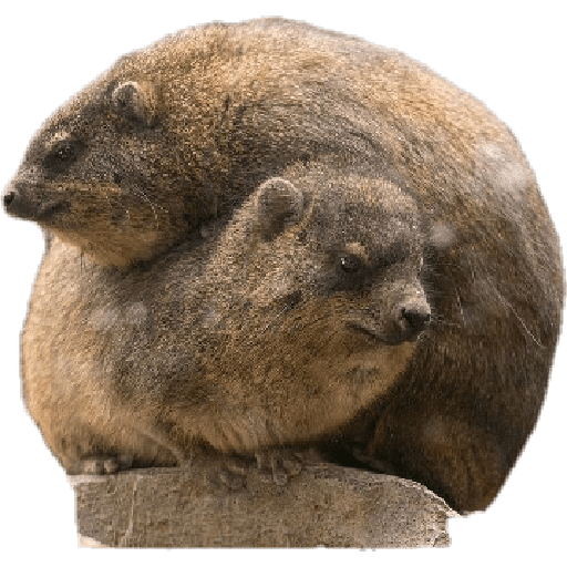 Hyrax Pack