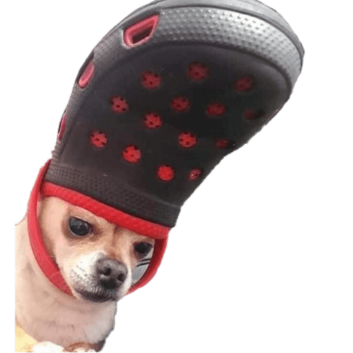Memes Perritos 🐕