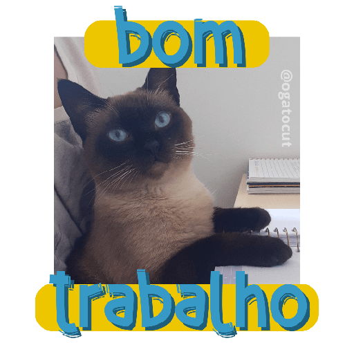 o gato cut