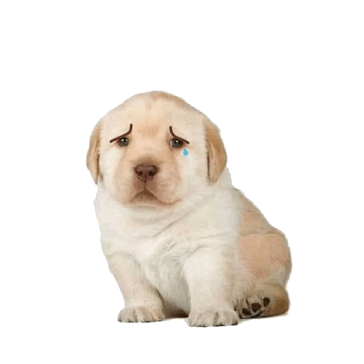 Perrito Triste/Sad 2