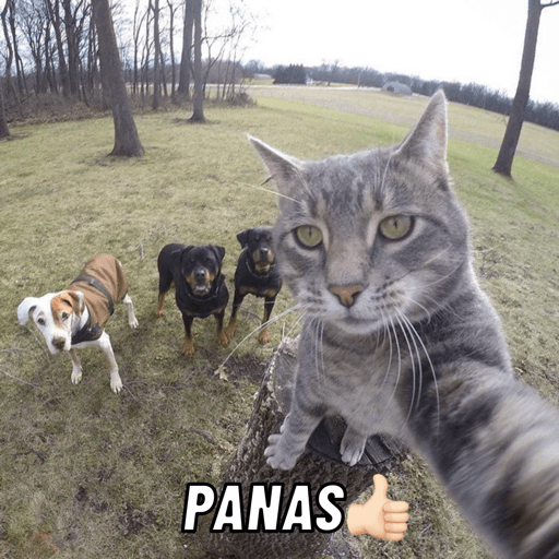 Gatos Cura Depresión😻PANAS👍🏻