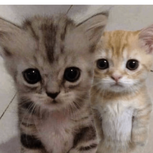 Gatos Cura Depresión😻PANAS👍🏻