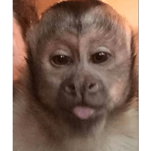 Macacos Dancantes Animados