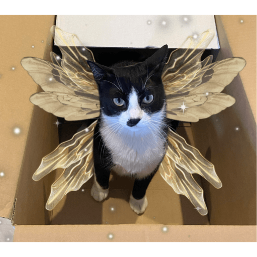 Fairy cats