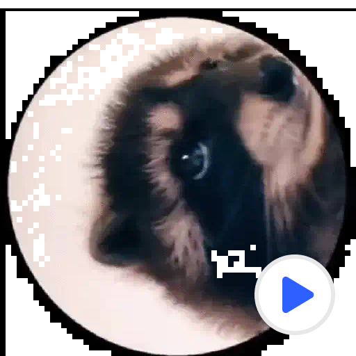 Pedro, Pedro, Pedro 🦝mapache