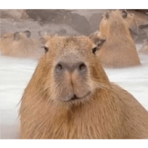 Carpincho memes 🤎