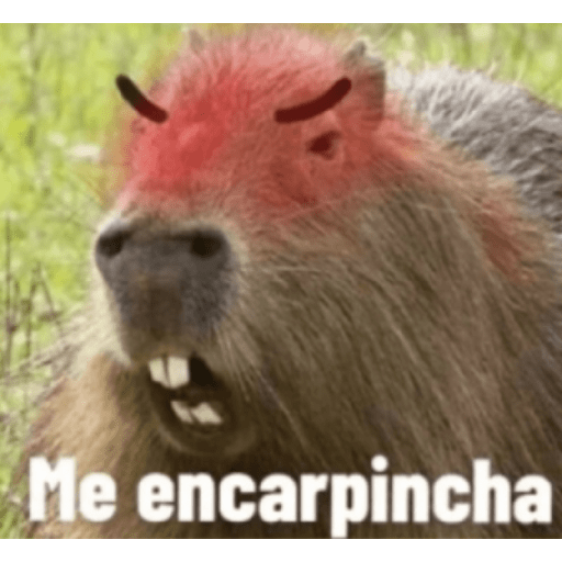 Carpincho memes 🤎