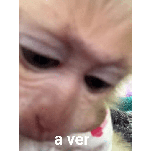 Changuitos🐵🐒🐵con Frases