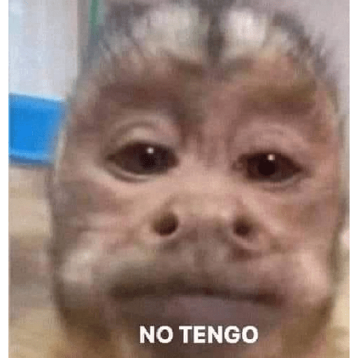 Changuitos🐵🐒🐵con Frases