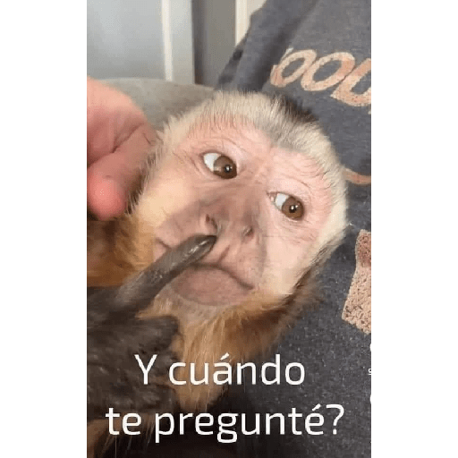 Changuitos🐵🐒🐵con Frases