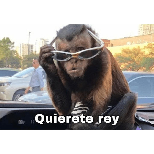 Changuitos🐵🐒🐵con Frases