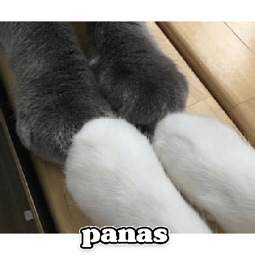 gatos sin contexto 2