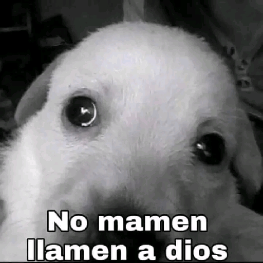 Perro con texto