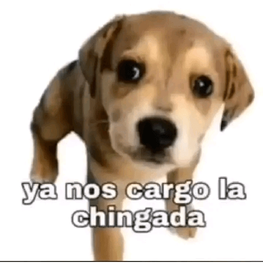 Perro con texto